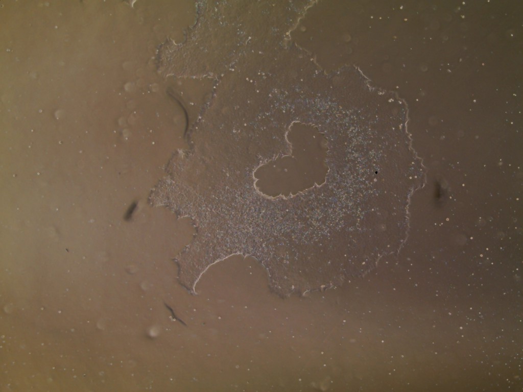 Right Turn: Return of Cells I See contest | Signals Blog