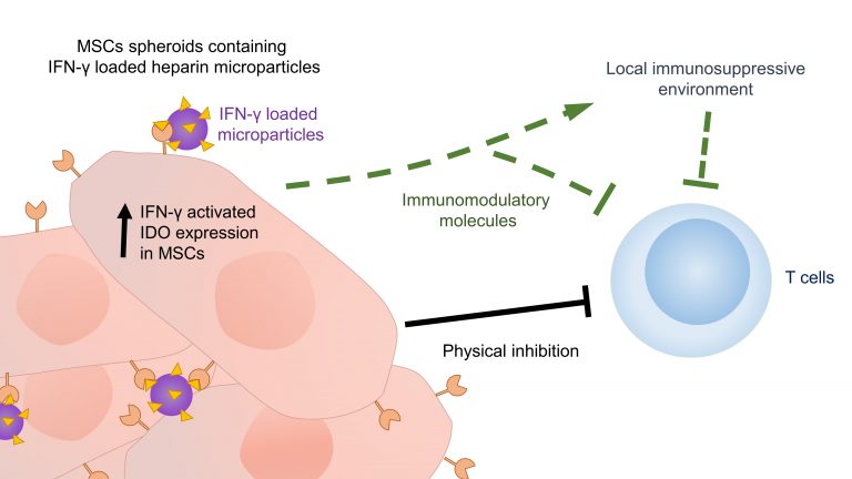 A new style of MSC immunotherapy – Instructions included | Signals Blog