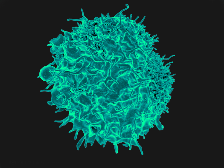 The “immunity saboteurs ” – otherwise known as T-cells | Signals Blog