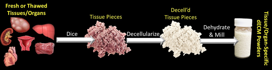 The making of a bioactive “tissue paper” | Signals Blog