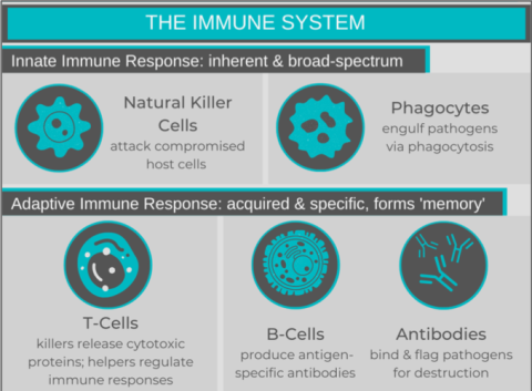 An immune system and cancer immunotherapy primer | Signals Blog