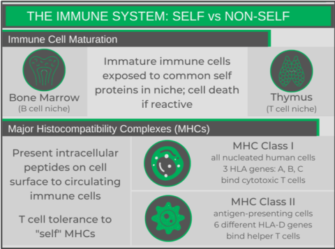 Finding the perfect match: breaking down the science of organ and stem ...