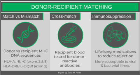 Finding the perfect match: breaking down the science of organ and stem ...
