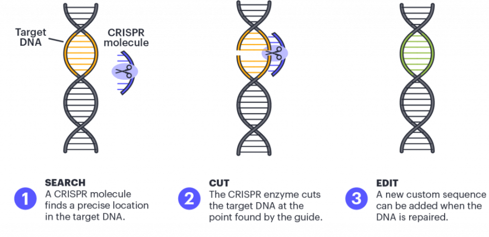 A breath of fresh CRISPR? Innovative technologies unleash the ...